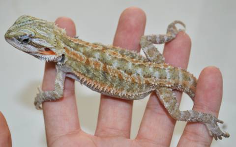 Small Hypo Red Translucent Bearded Dragons for sale