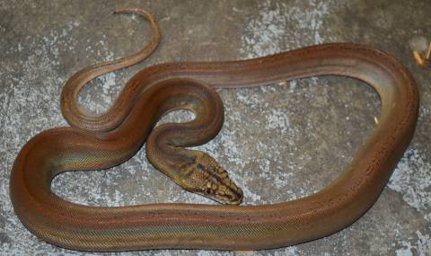 Baby Golden Child Phantom Reticulated Pythons for sale