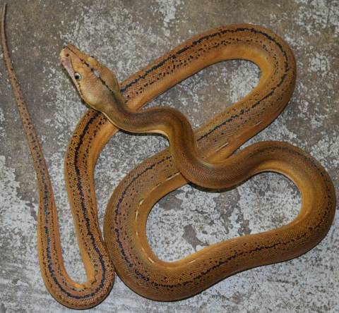 Baby Golden Child Platinum Tiger Reticulated Pythons for sale