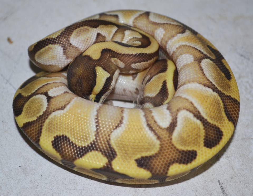 Enchi Lesser Ball Python