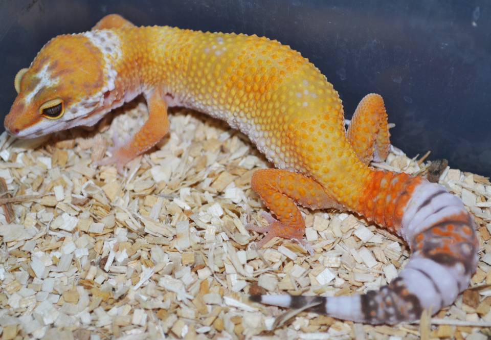 Leopard Gecko Sunglow