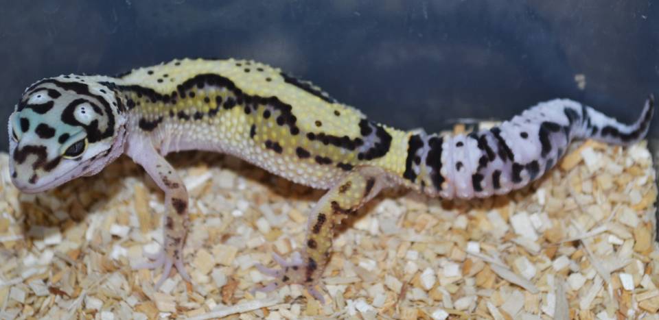 High Yellow Jungle Leopard Gecko Leopard Gecko Genetics Unmasked