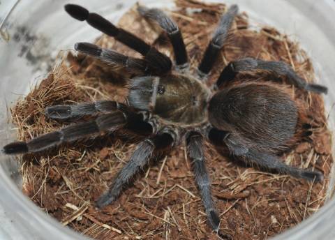 Rio Grande Copper Tarantulas for sale