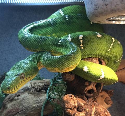 Adult Emerald Tree Boas for sale