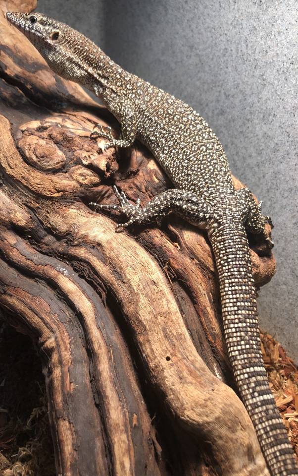 Timor Monitor