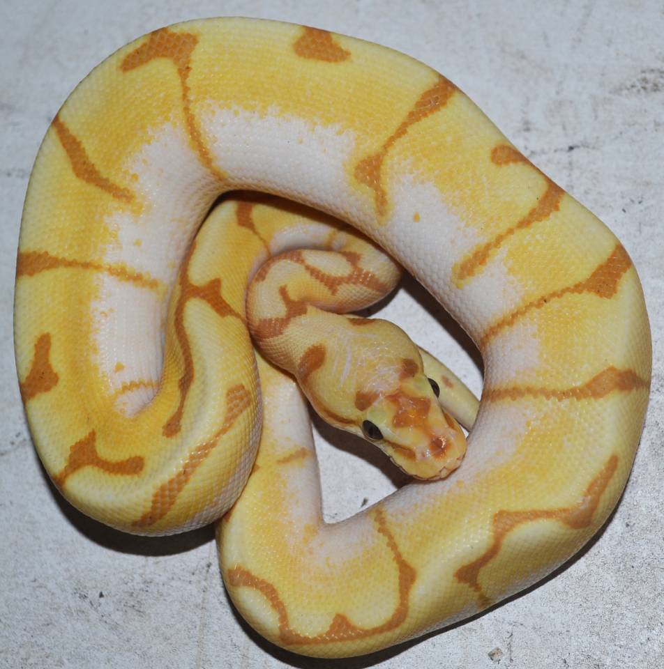 Baby Spider Ball Python