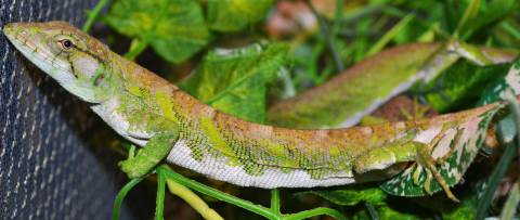 Monkey Bush Anoles for sale
