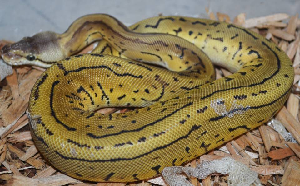 Lemon Blast Ball Python