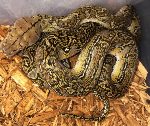 Baby Marble Reticulated Pythons for sale