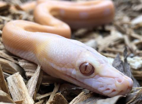 Baby Lavender Albino Motley Reticulated Pythons for sale