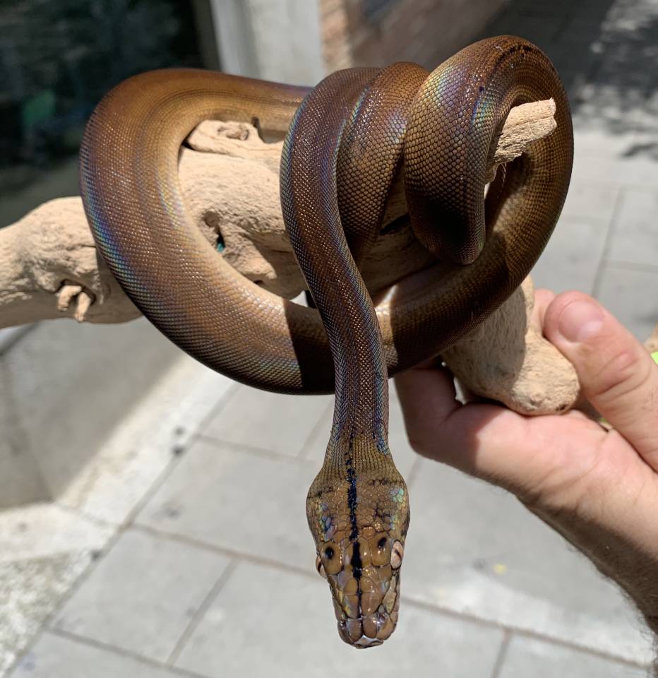 Baby Reticulated Python