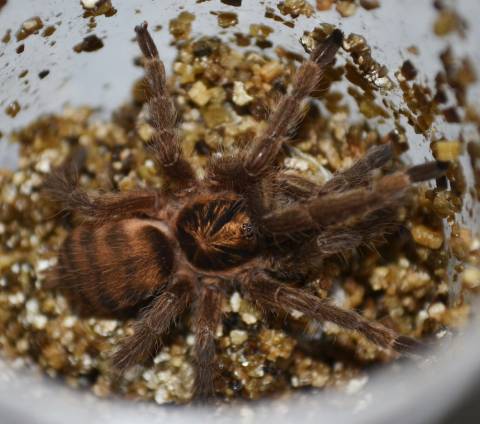 Trinidad Olive Tarantulas Small for sale