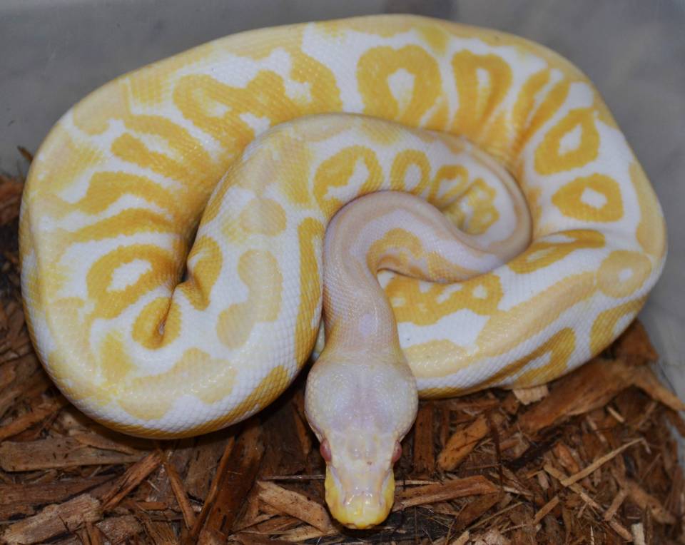 Black Pewter Ball Python