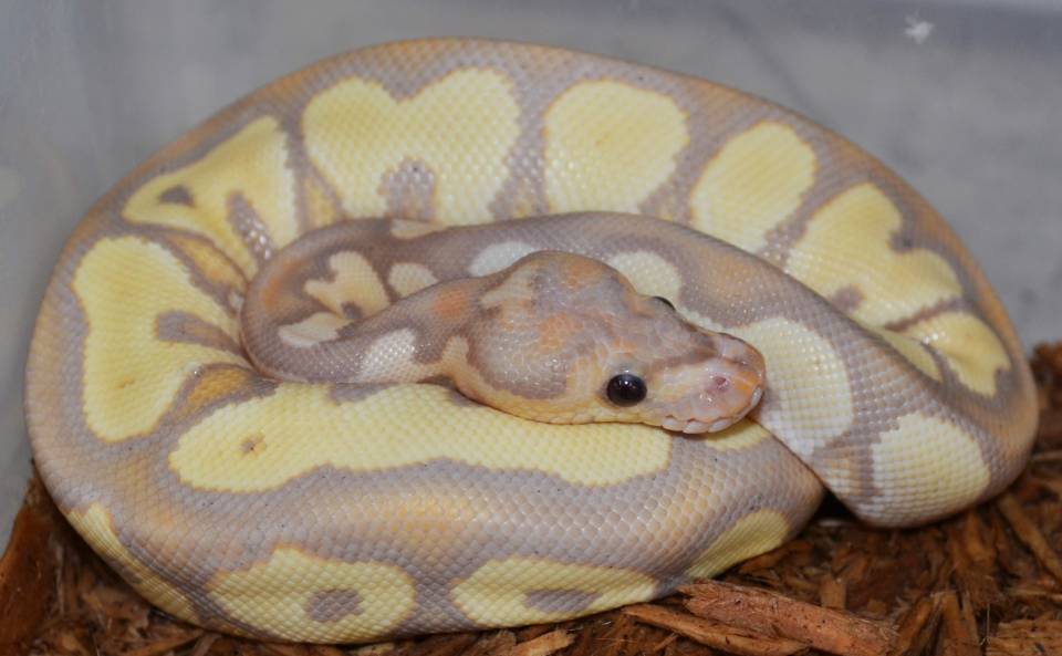 Banana Clown Ball Python
