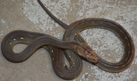 Baby Super Dwarf Golden Child Tiger Reticulated Pythons for sale