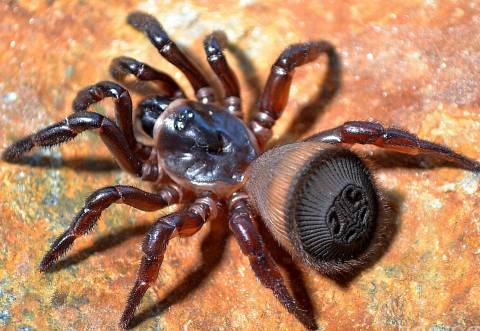 Chinese Hourglass Trapdoor Spiders for sale