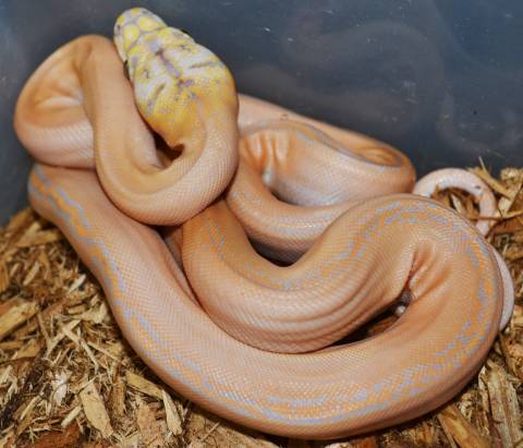 Baby Purple Albino Golden Child Motley Reticulated Pythons for sale