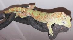 Other Geckos