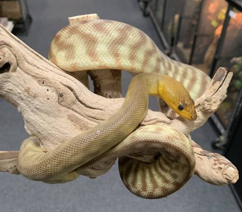 Medium Woma Pythons for sale
