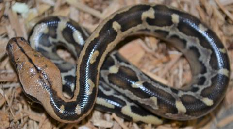 Baby Borneo Short Tailed Pythons for sale