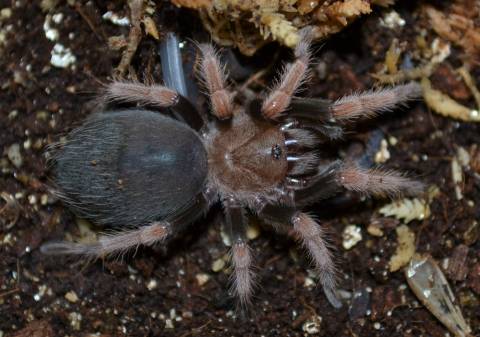 Mexican Red Leg Tarantulas Medium for sale