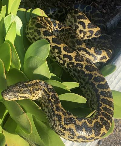 Large Yellow Anacondas for sale