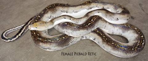 Large Piebald Reticulated Pythons for sale