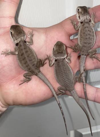 Baby Zero Bearded Dragons for sale