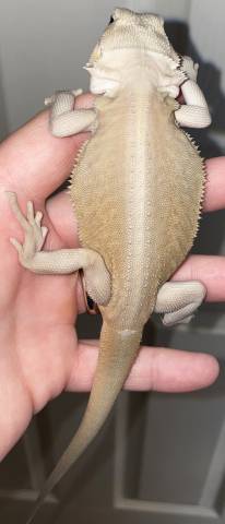 Small Hypo Leatherback Witblits Bearded Dragon for sale