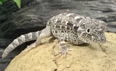 Scorpion Tailed Geckos for sale