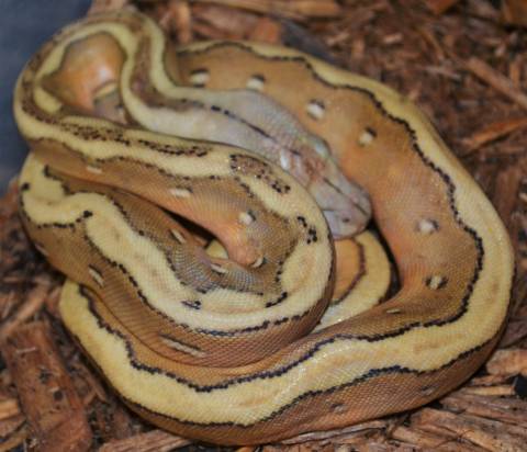 Baby Platinum Phantom Sunfire Reticulated Pythons for sale