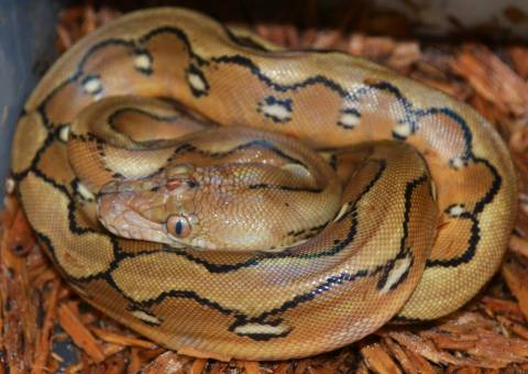 Baby Platinum Sunfire Reticulated Pythons for sale