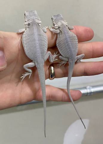 Small Hypo Leatherback ZERO Bearded Dragons for sale