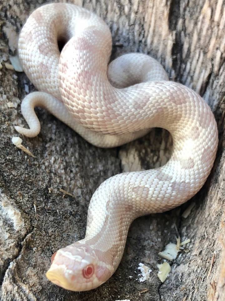 Baby Hognose Snake