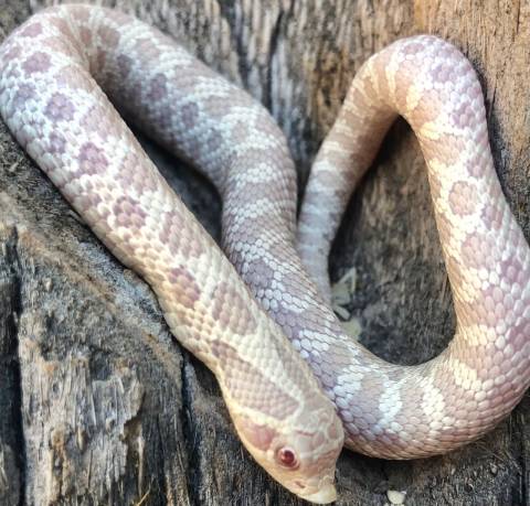 Medium Snow Western Hognose Snakes for sale