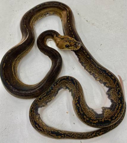 Baby Golden Child Piebald Reticulated Pythons for sale