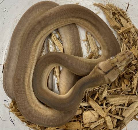 Baby Golden Child Orange Ghost Stripe Reticulated Pythons for sale