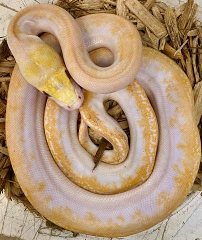 Baby Albino Piebald Reticulated Pythons for sale