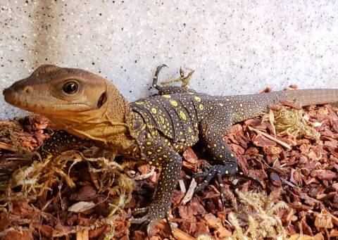 Solomon Island Spiny Neck Monitors for sale
