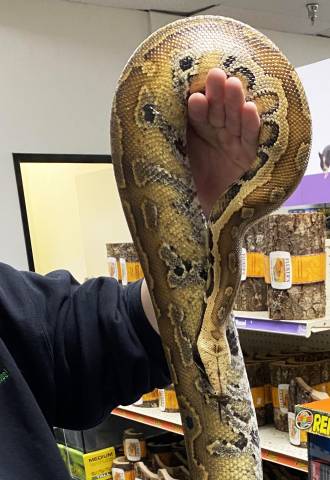 Sub Adult Sumatran Blood Pythons for sale