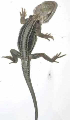 Sub Adult Pied Genetic Stripe Bearded Dragons for sale