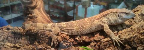 Baby Cape White Throat Monitors for sale