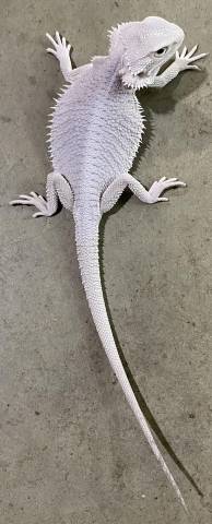Medium Hypo Zero Bearded Dragons for sale