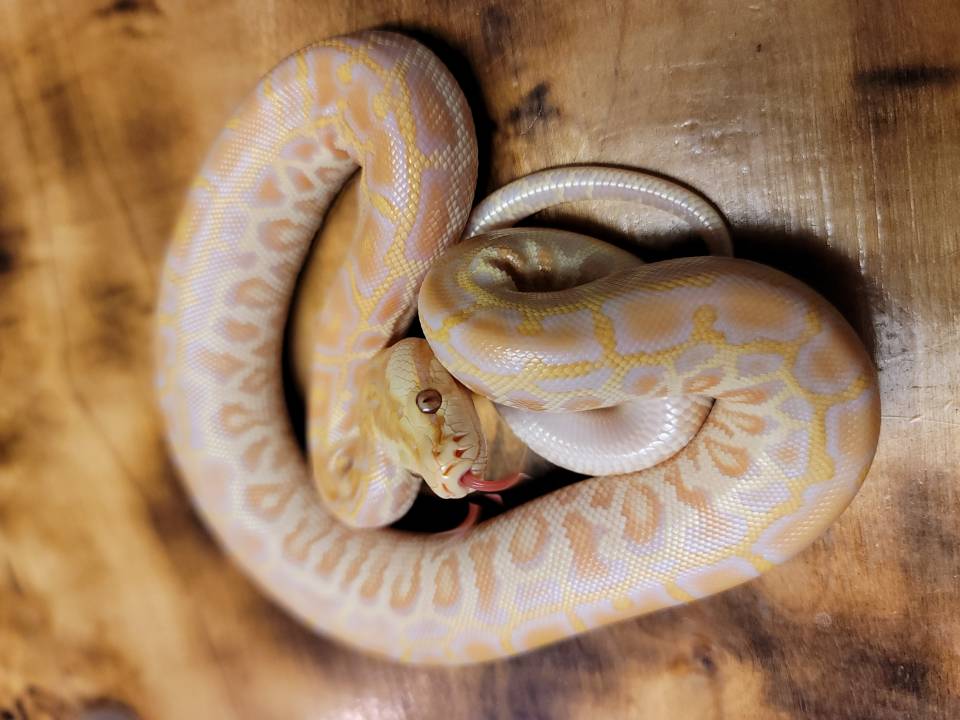Green Granite Burmese Python