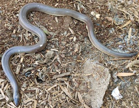Mexican Burrowing Pythons for sale