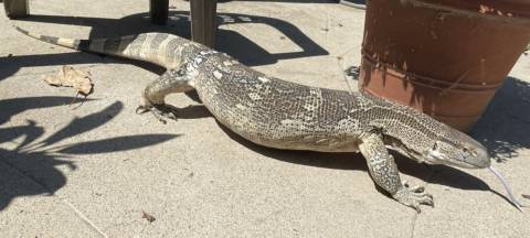 Large Cape White Throat Monitors for sale