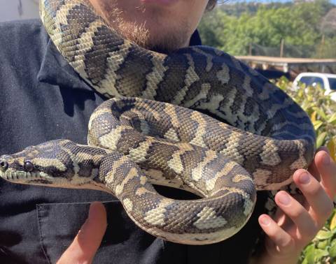 Adult Coastal Carpet Pythons for sale