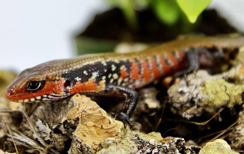 Fire Skink