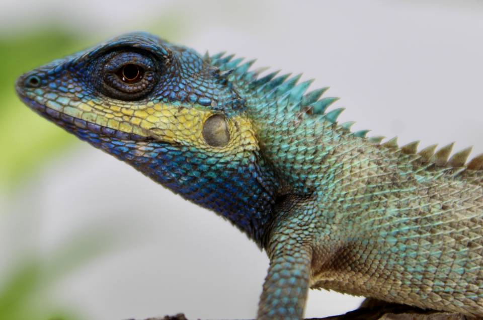 Calotes Versicolor Care Sheet