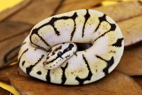 Baby Bumblebee Ball Pythons for sale